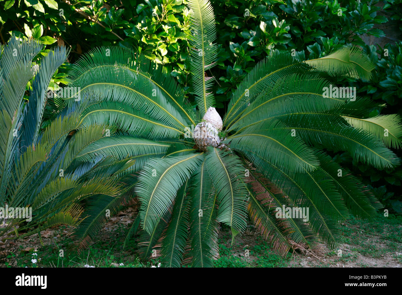 Dioon edule, Virgin's palm Stock Photo - Alamy