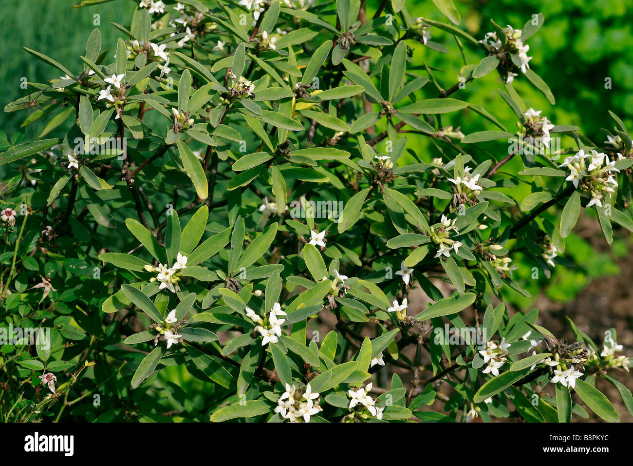 Daphne Alpina High Resolution Stock Photography and Images - Alamy
