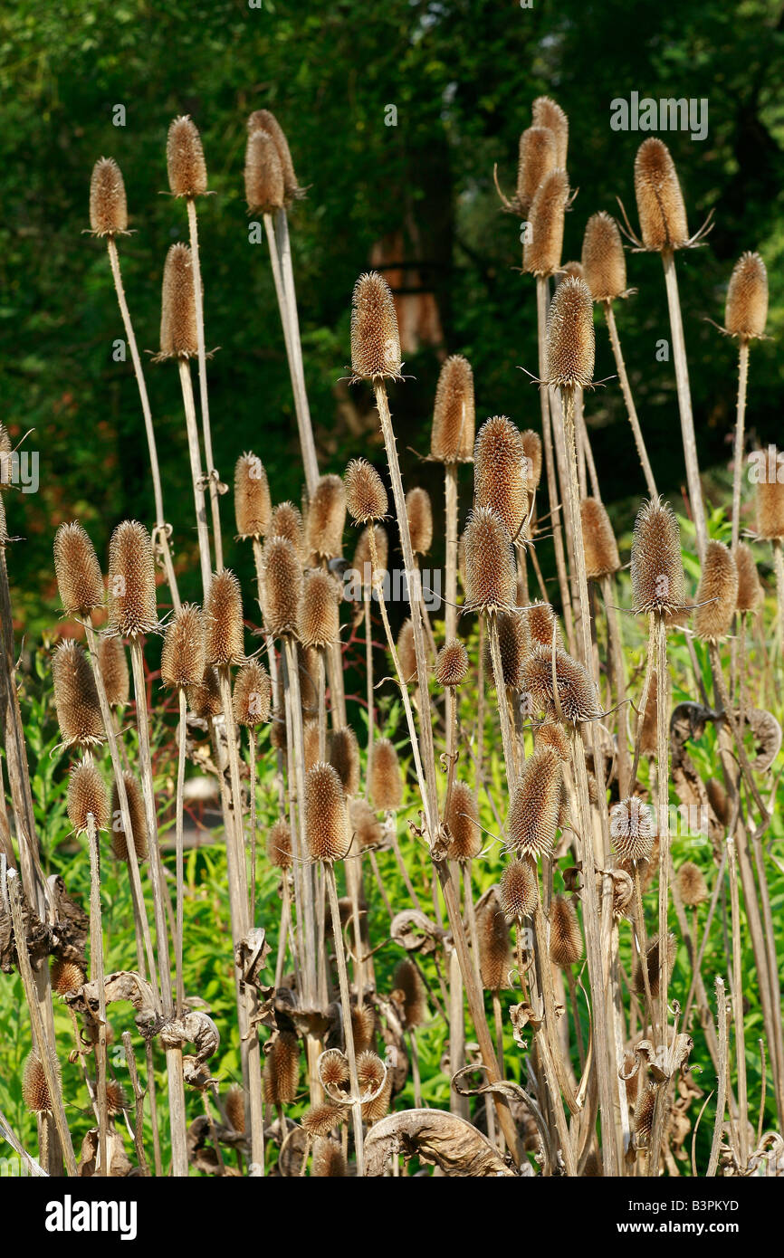 Fullers teasel dipsacus sativus hi-res stock photography and images - Alamy