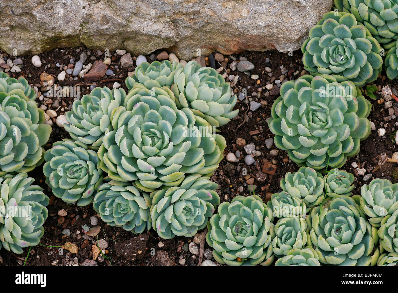 Echeveria echeveria secunda hi-res stock photography and images - Alamy