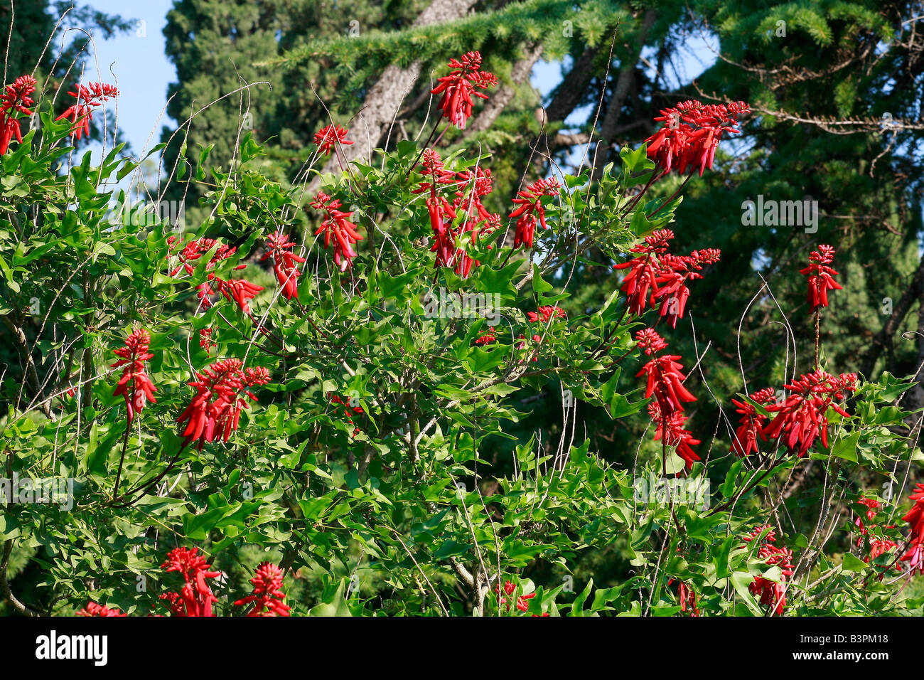 Erythrina plant hi-res stock photography and images - Alamy