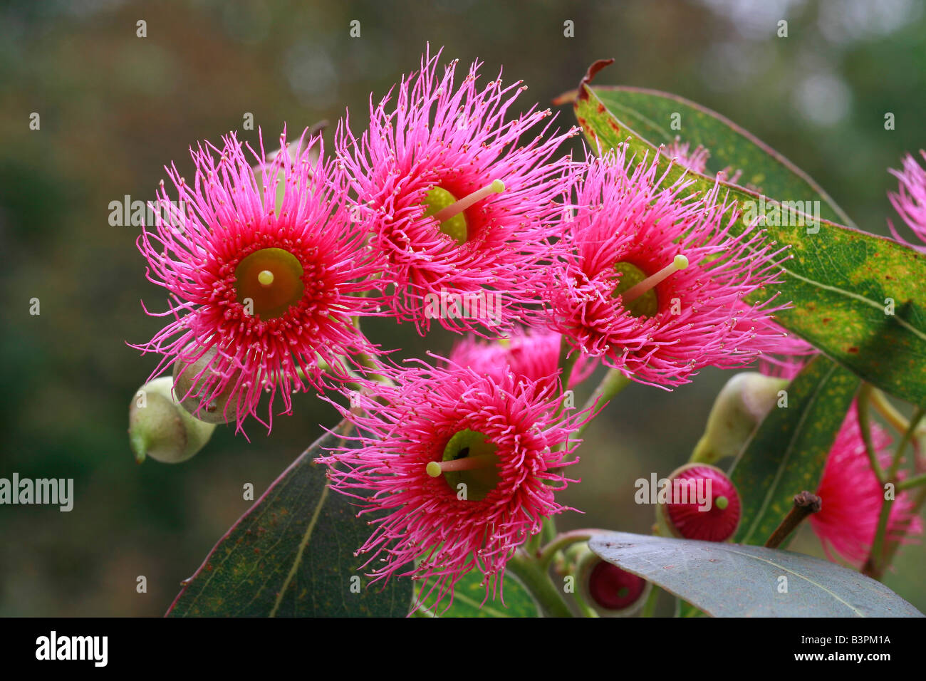 Eucalyptus ironbark tree hi-res stock photography and images - Alamy
