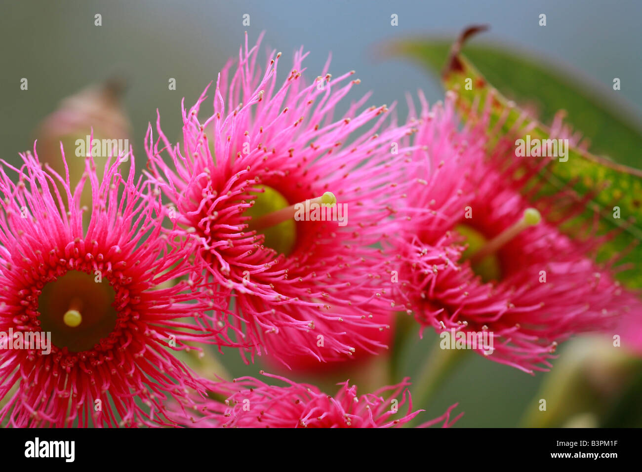 Eucalyptus Ironbark Tree High Resolution Stock Photography and Images ...