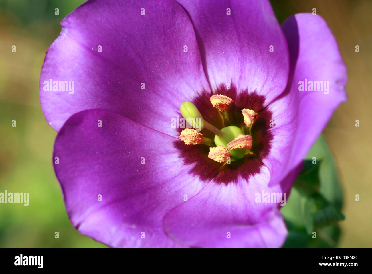 Eustoma russellianum hi-res stock photography and images - Alamy