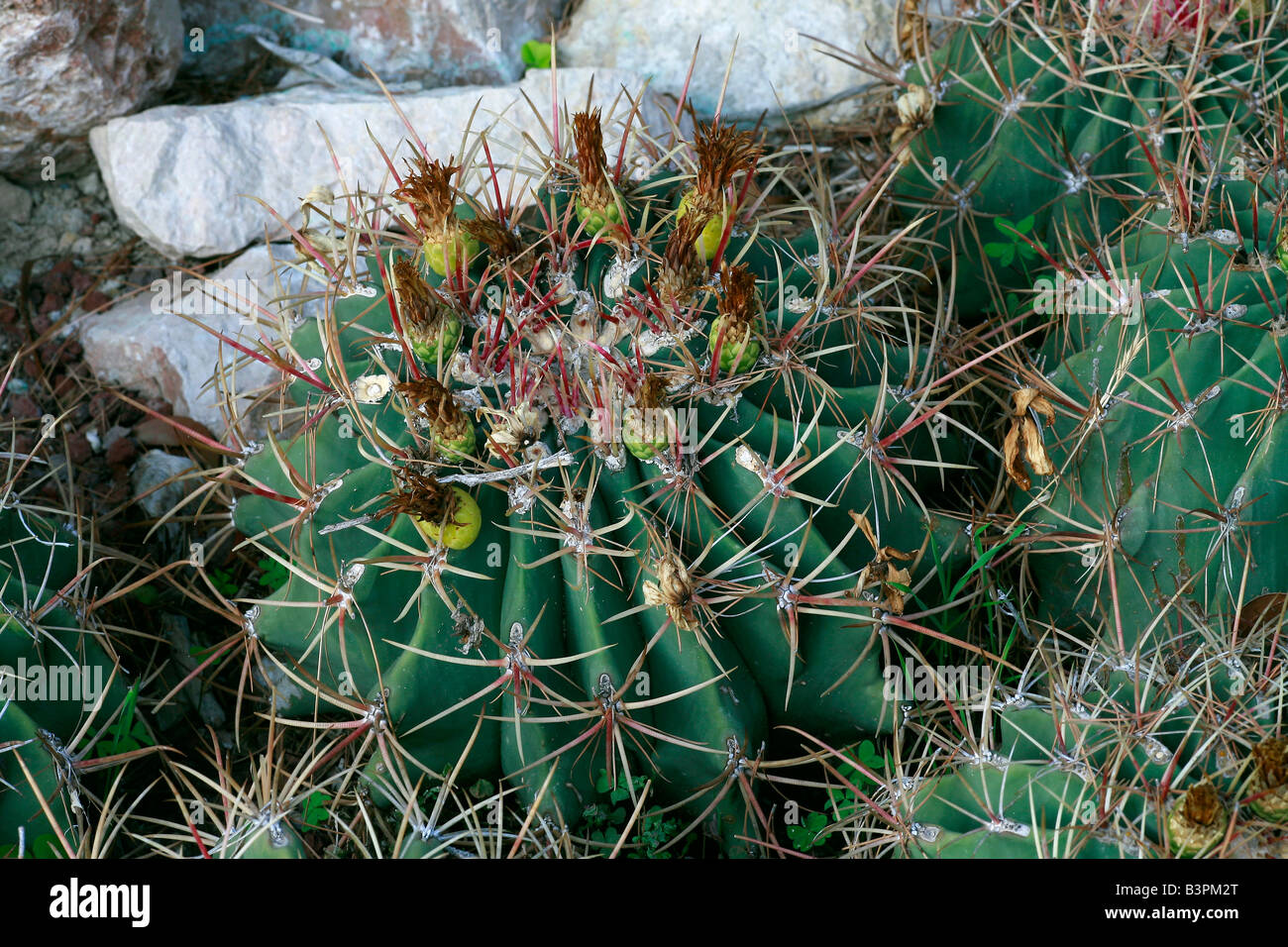 Ferocactus emoryi hi-res stock photography and images - Alamy