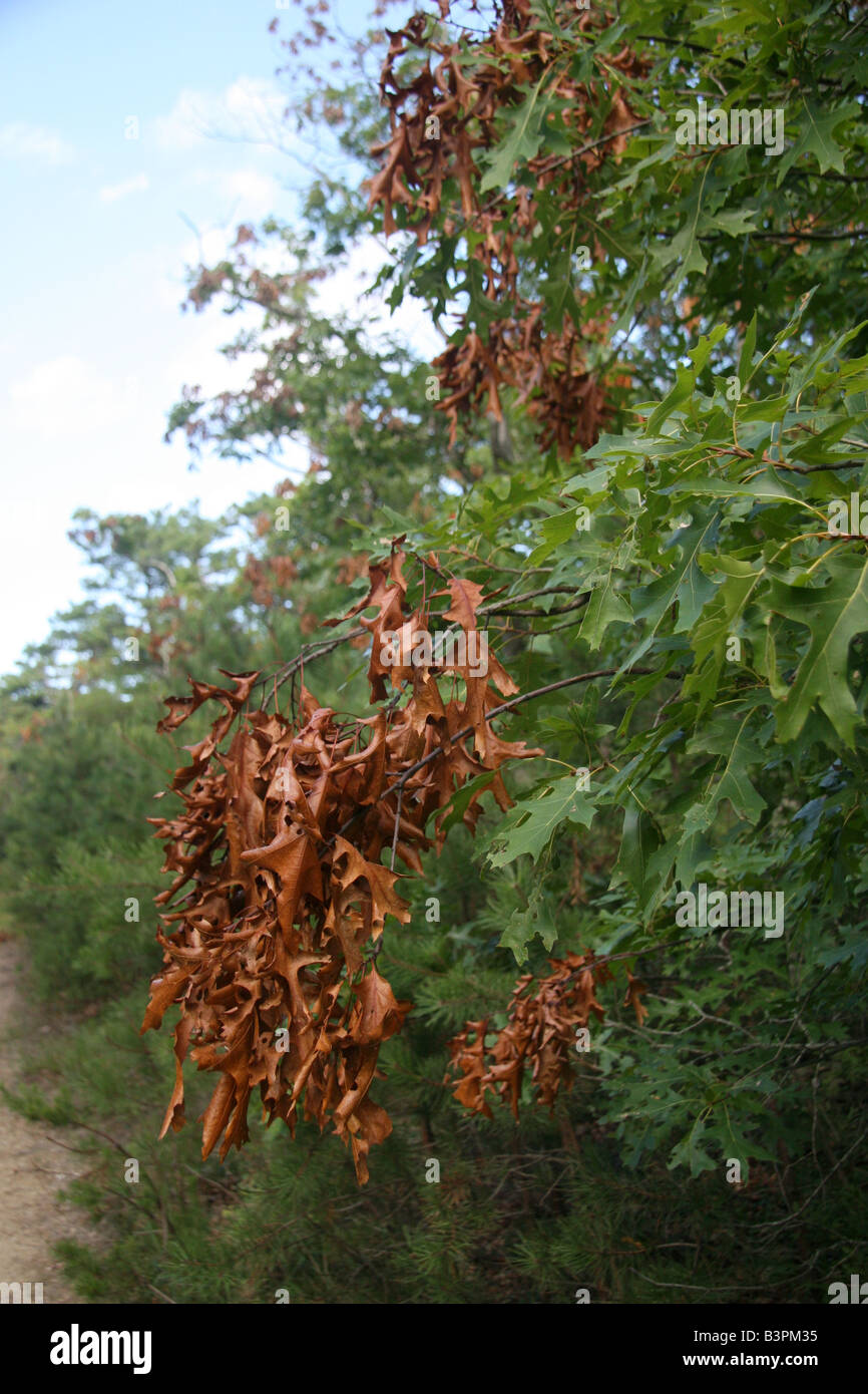 Tree damage in red oak due to the Brood XIV cicadas in Falmouth ...