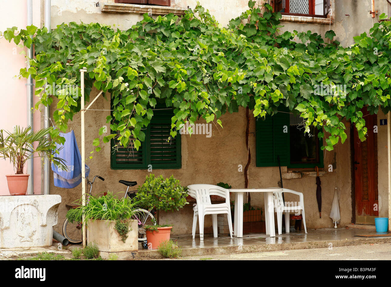 Bower with Grapevine Stock Photo - Alamy