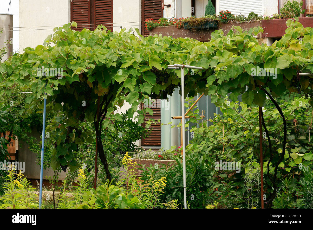 Bower with Grapevine Stock Photo - Alamy