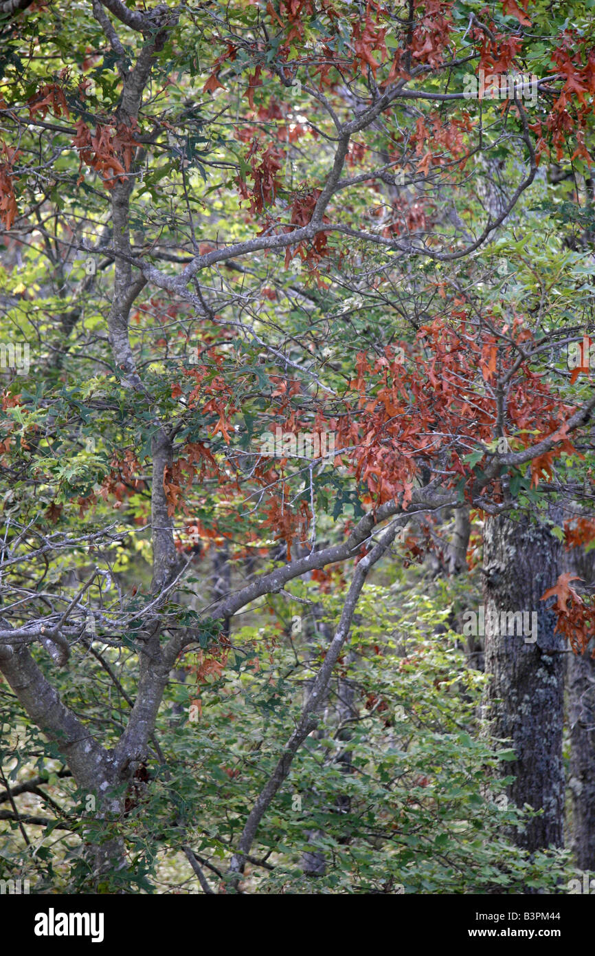 Cicadas damage hi-res stock photography and images - Alamy