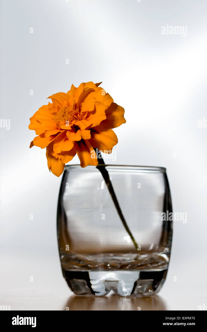 flower in an empty crystal glass Stock Photo - Alamy