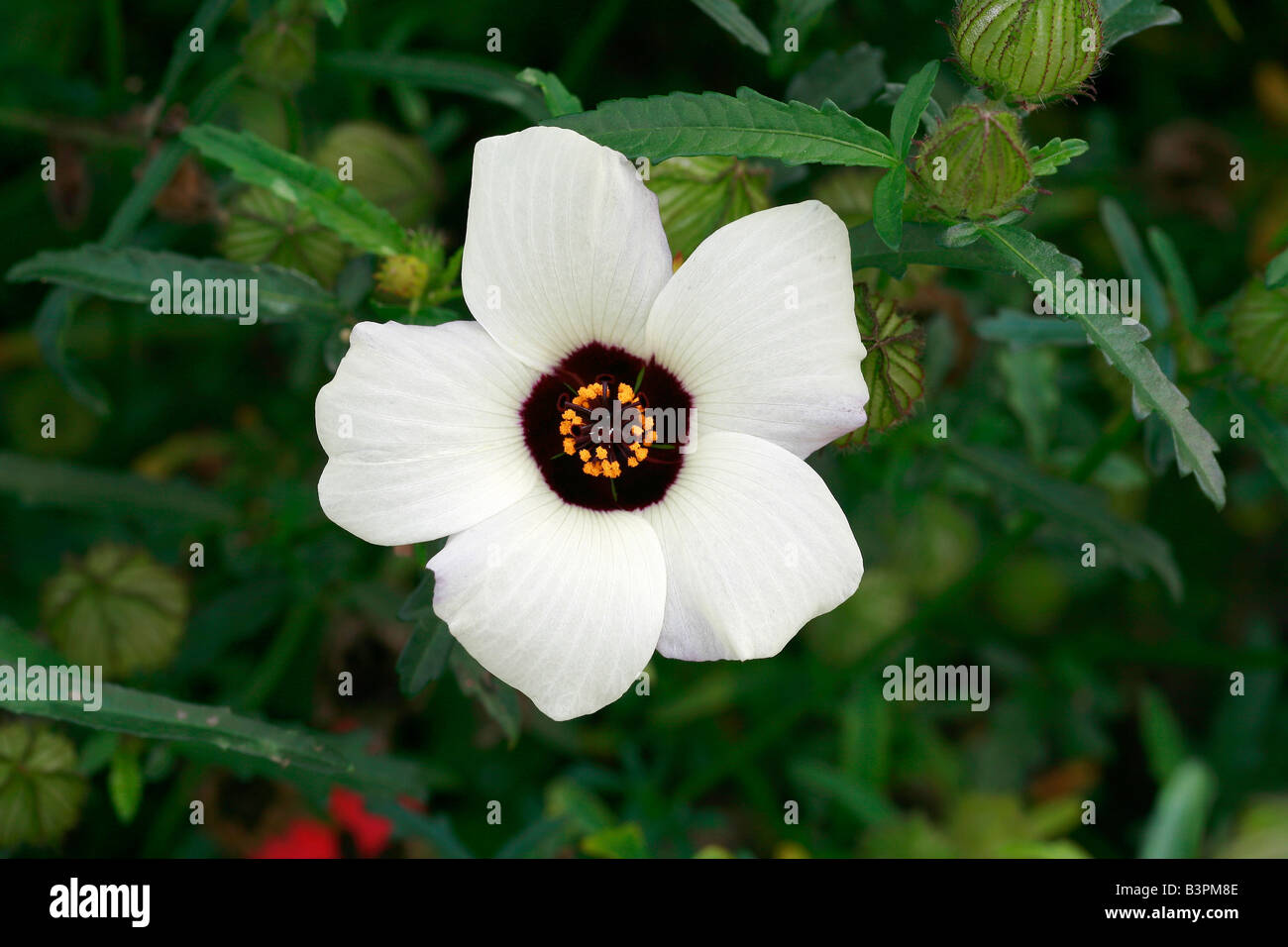 Hibiscus trionum flower of the hour hi-res stock photography and images ...