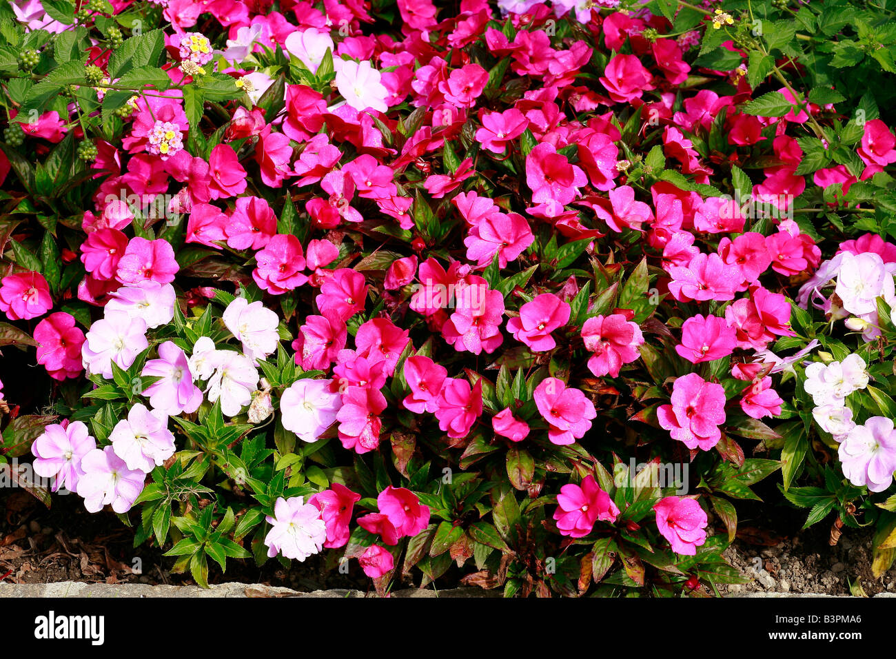 Busy lizzie impatiens walleriana hi-res stock photography and images ...
