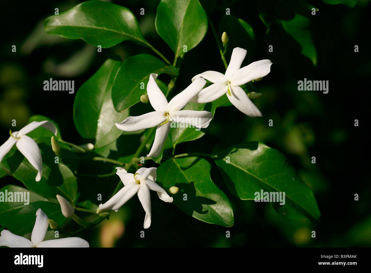 Jasminum azoricum hi-res stock photography and images - Alamy
