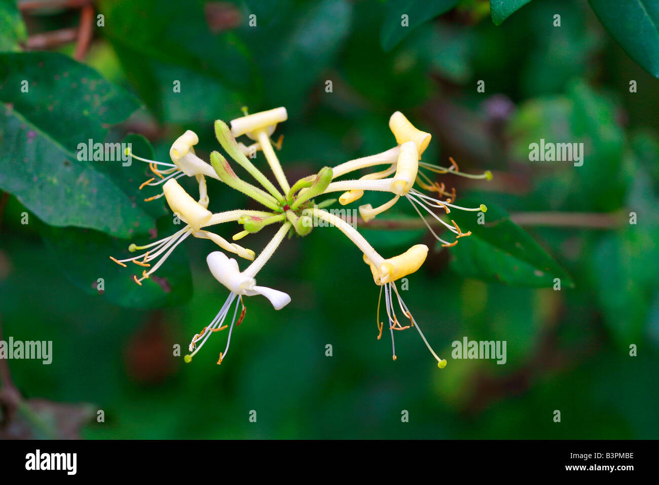 Honey baby hi-res stock photography and images - Alamy