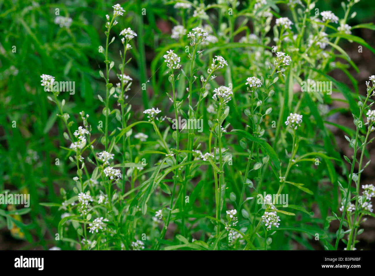 Lepidium flower hi-res stock photography and images - Alamy