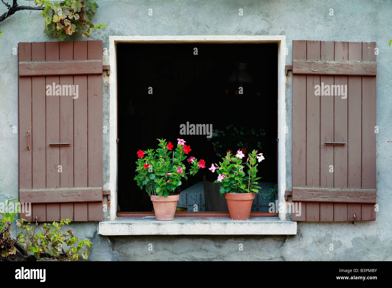 Splendens plant hi-res stock photography and images - Alamy