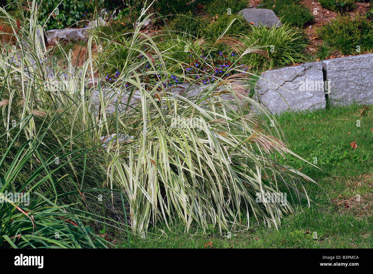 Miscanthus sinensis variegatus hi-res stock photography and images - Alamy