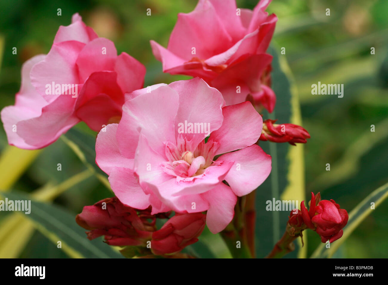 Nerium oleander "Variegatum Stock Photo - Alamy