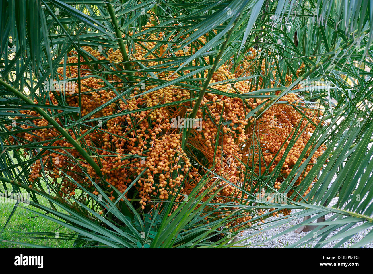 Phoenix plant hi-res stock photography and images - Alamy
