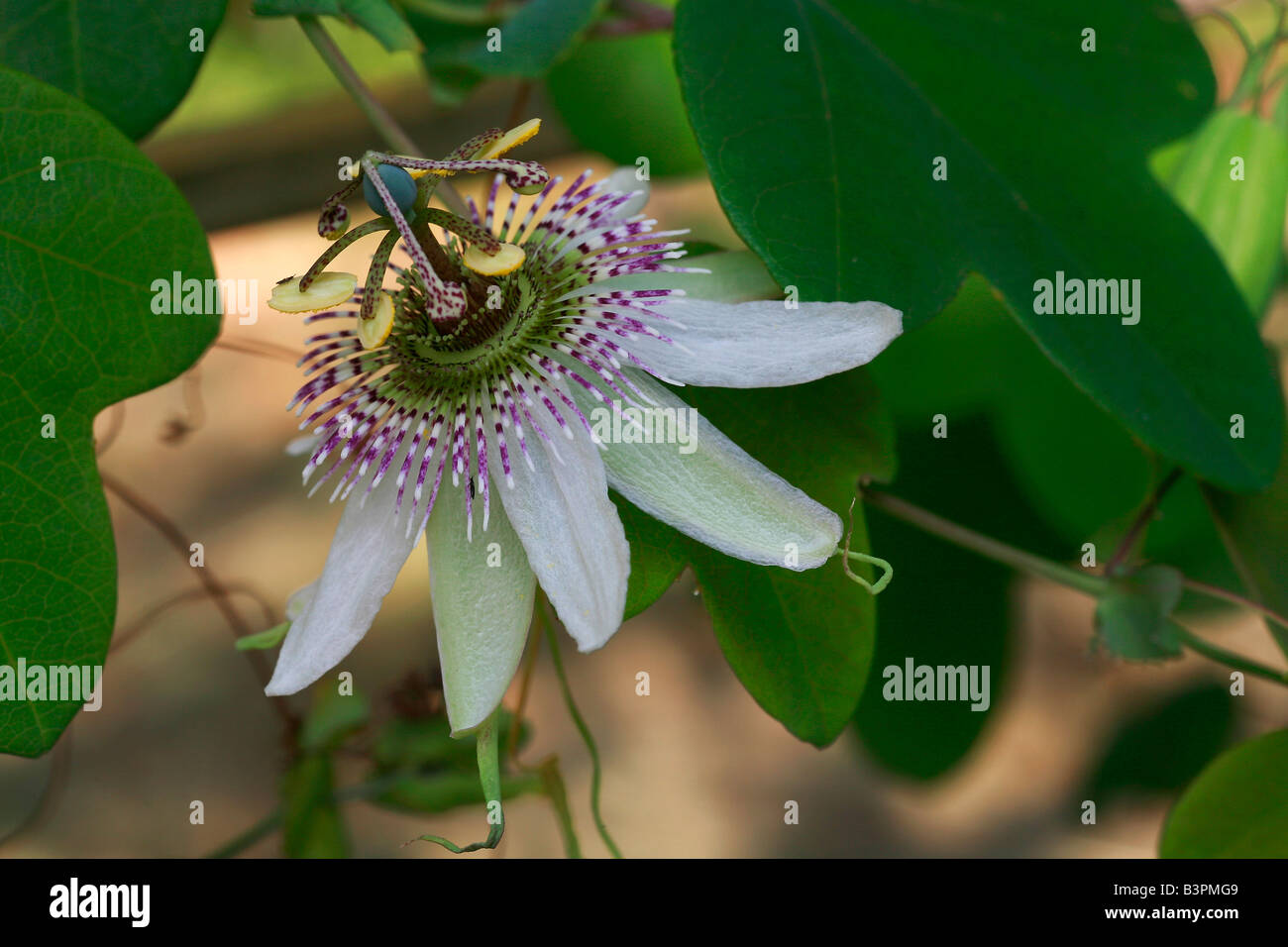 St rule hi-res stock photography and images - Alamy