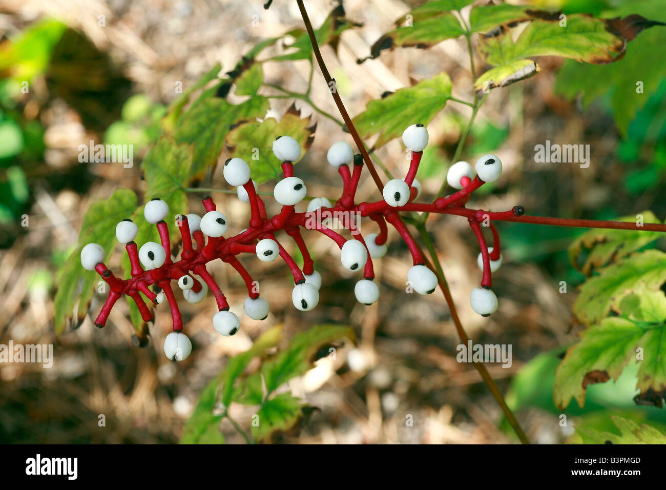 Actaea alba hi-res stock photography and images - Alamy