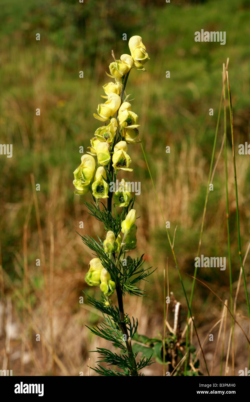 Anthora hi-res stock photography and images - Alamy