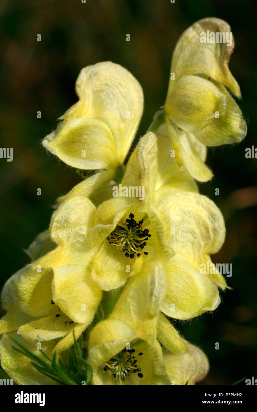 Anthora hi-res stock photography and images - Alamy