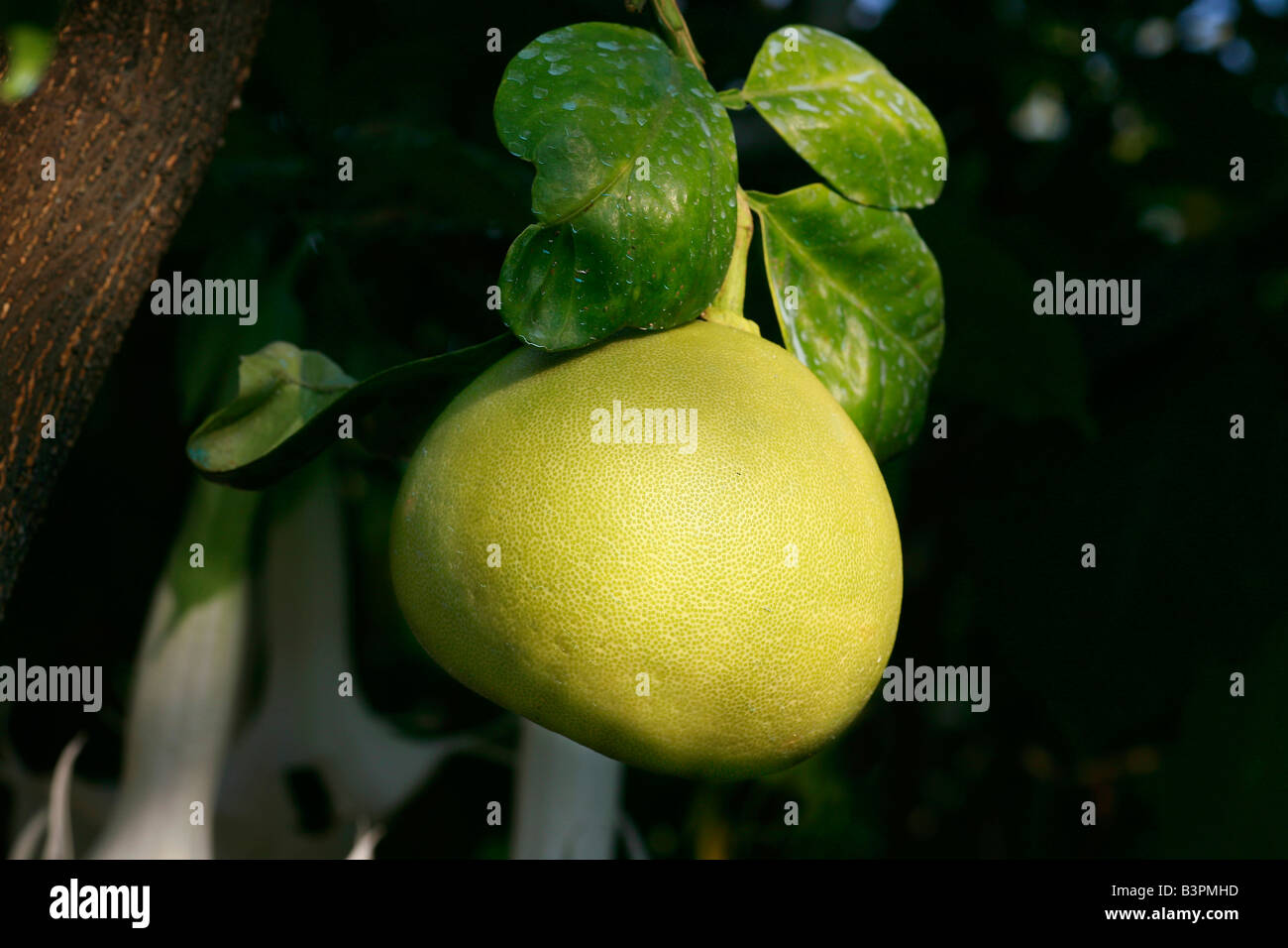 Citrus plant hi-res stock photography and images - Alamy