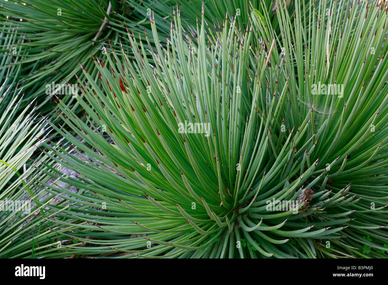 Agave stricta hi-res stock photography and images - Alamy