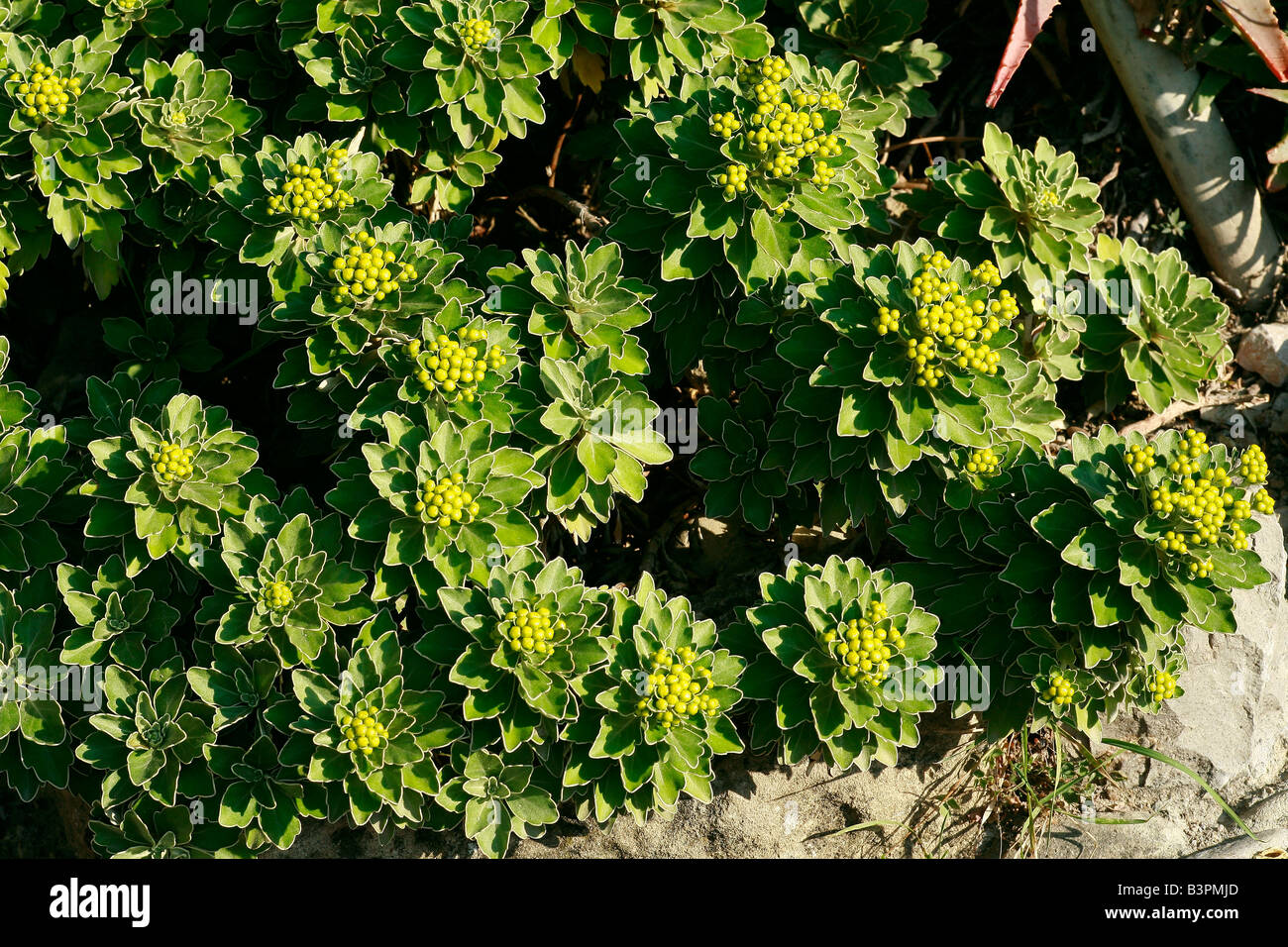 Agave pacifica hi-res stock photography and images - Alamy