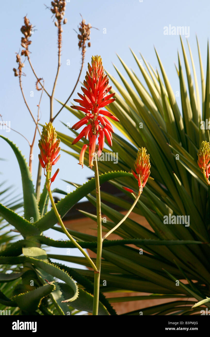 Aloe sp hi-res stock photography and images - Alamy