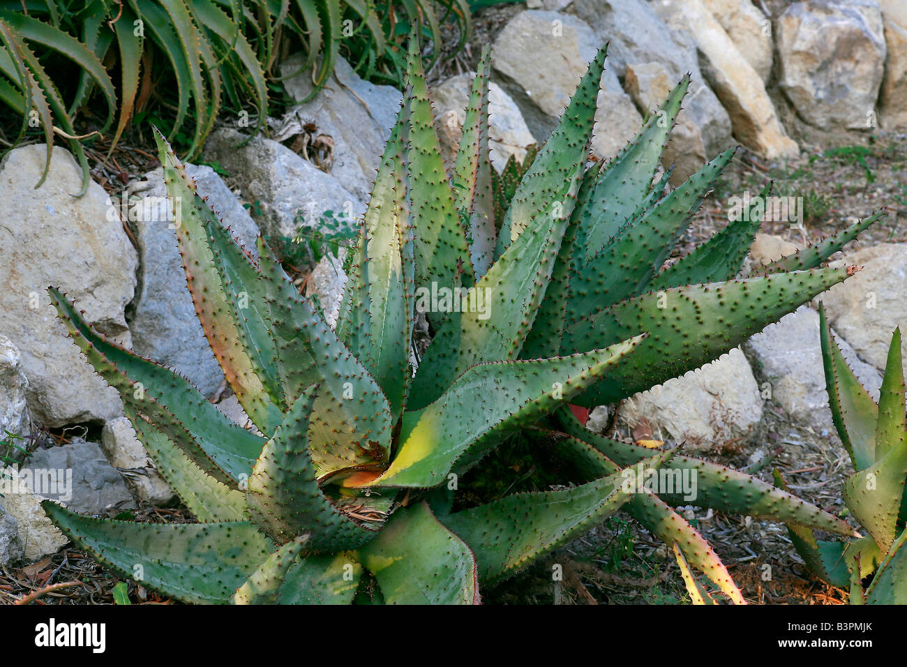 Ferox hi-res stock photography and images - Alamy