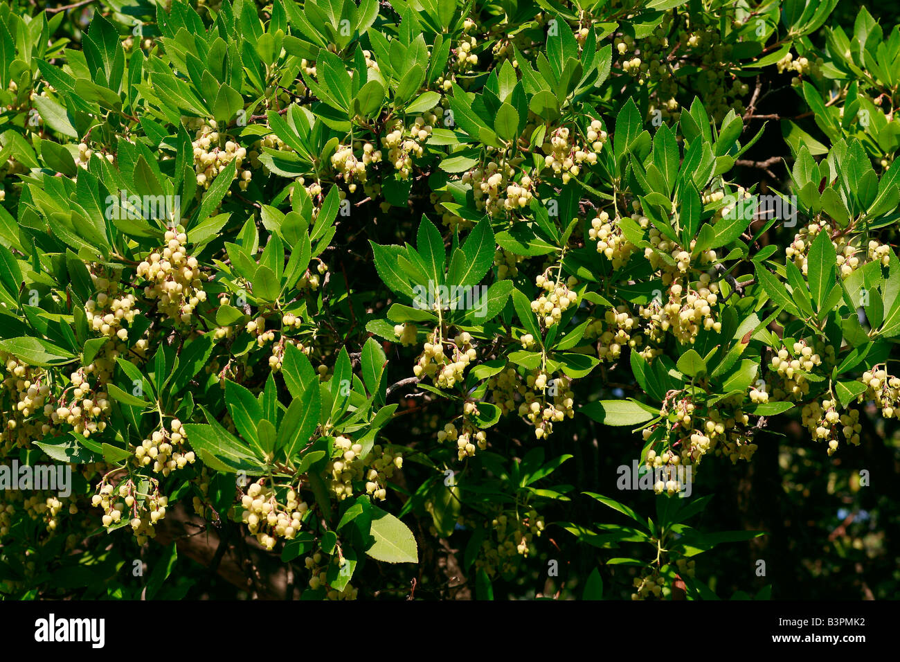 Strawberry tree, flowers Stock Photo - Alamy
