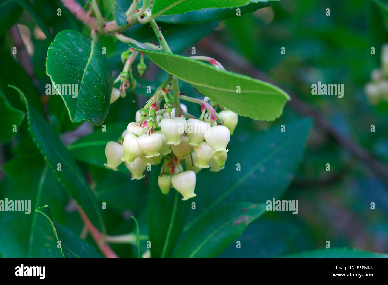 Strawberry tree, flowers Stock Photo - Alamy