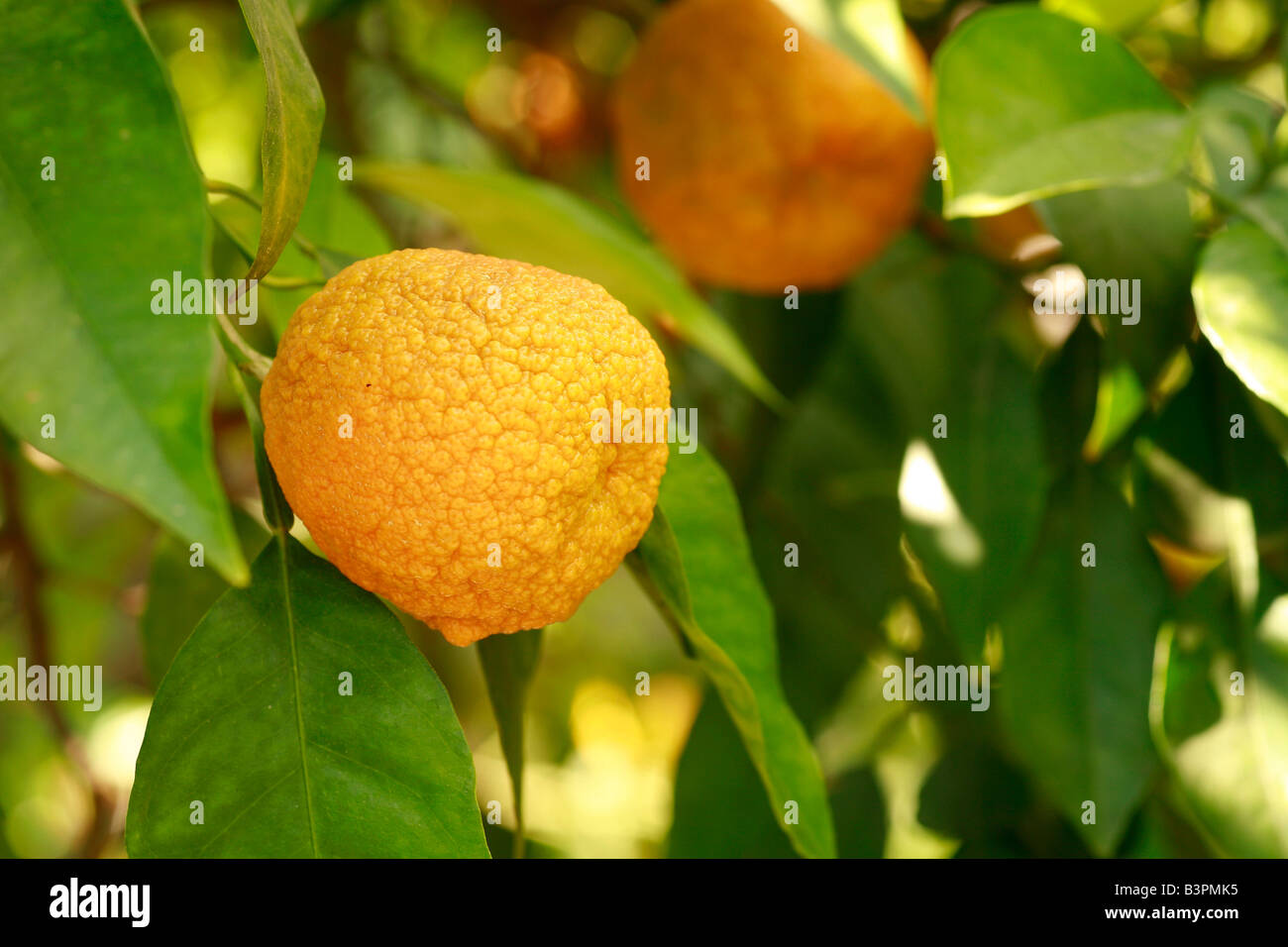 Aurantium hi-res stock photography and images - Alamy