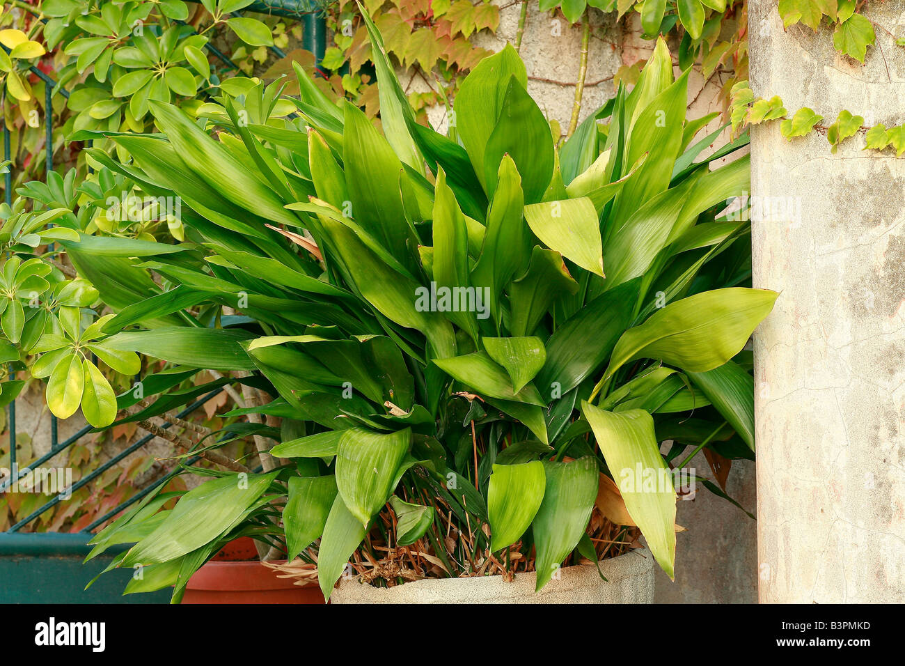Aspidistra pot hi-res stock photography and images - Alamy