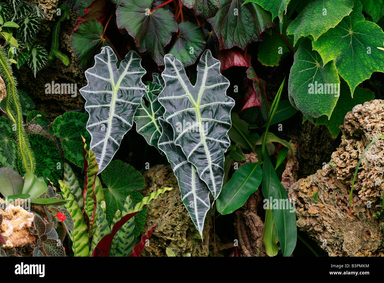 Alocasia x sanderiana Stock Photo - Alamy