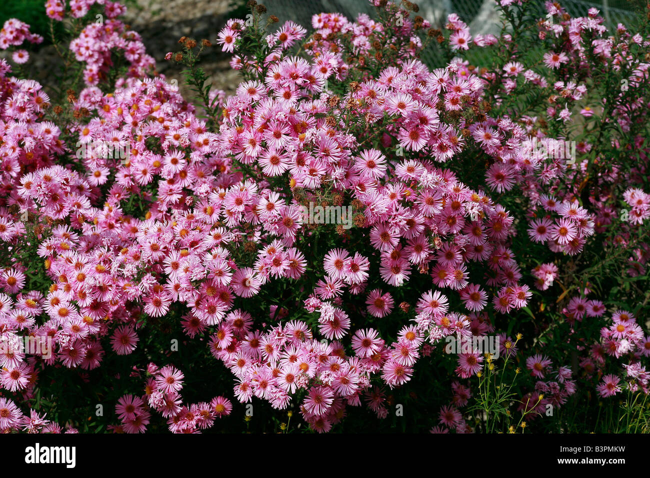 Aster novae-angliae "Barr's Pink Stock Photo - Alamy
