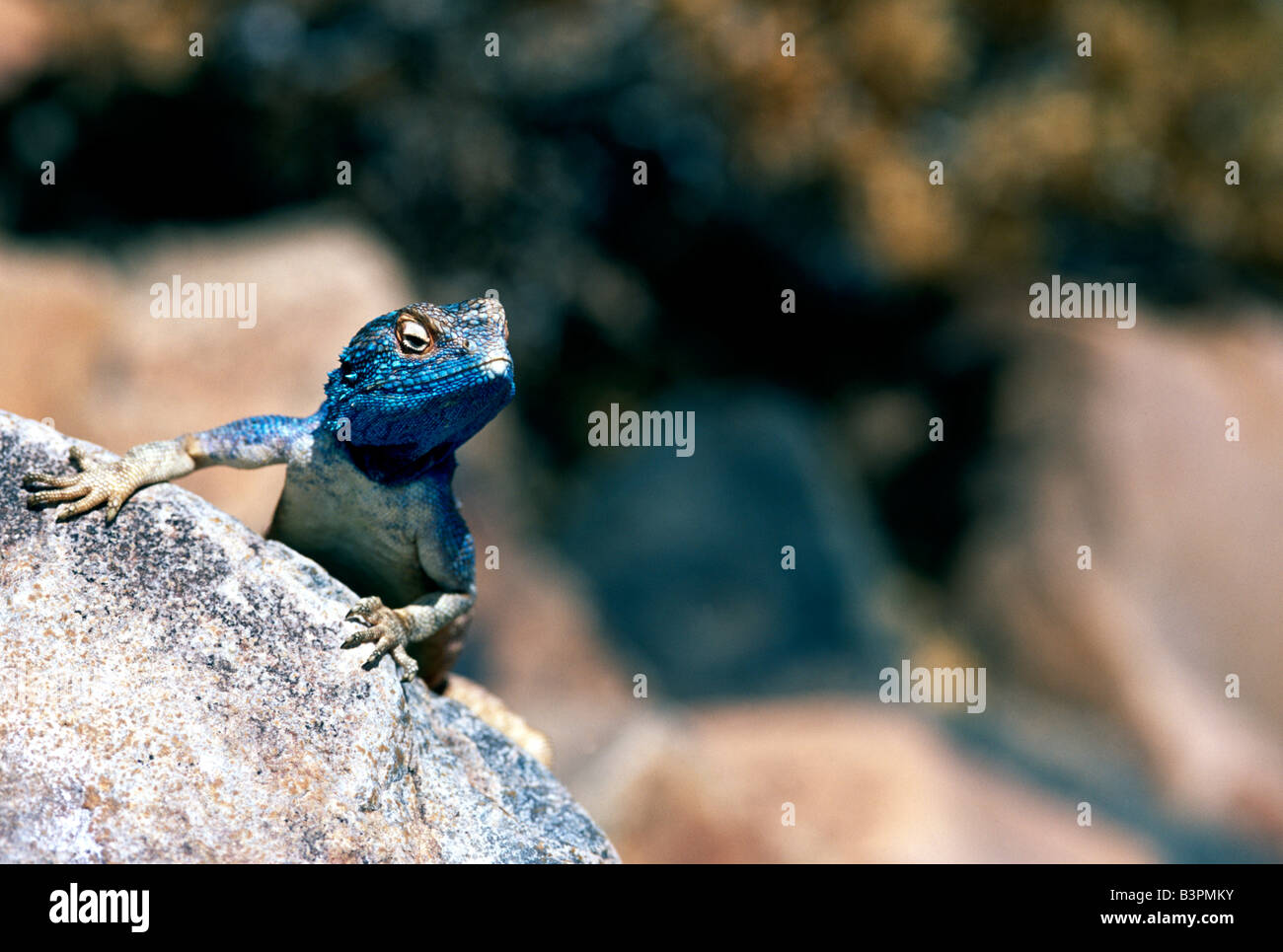 Lizard (Agamidae), Tok Tokkie Trail, Namib Desert, NamibRand Nature ...