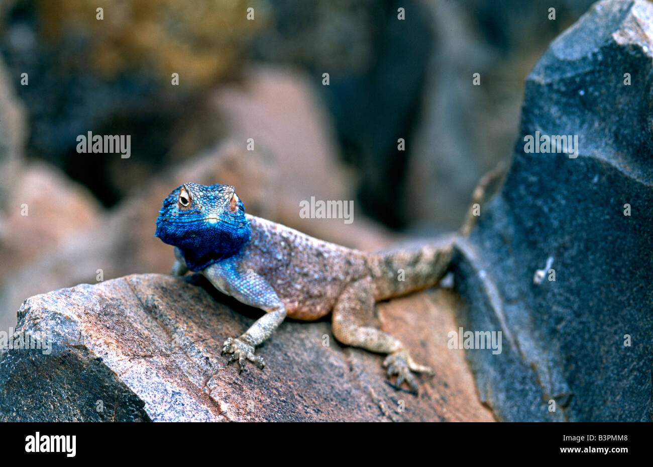 Lizard (Agamidae), Tok Tokkie Trail, Namib Desert, NamibRand Nature ...