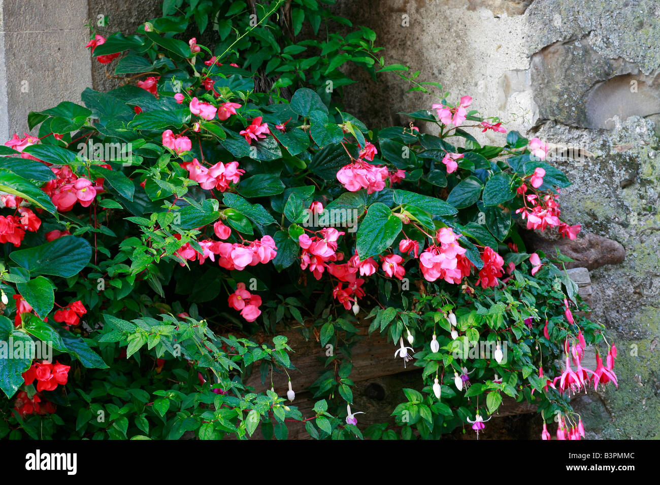 Fuchsia Begonia High Resolution Stock Photography and Images - Alamy