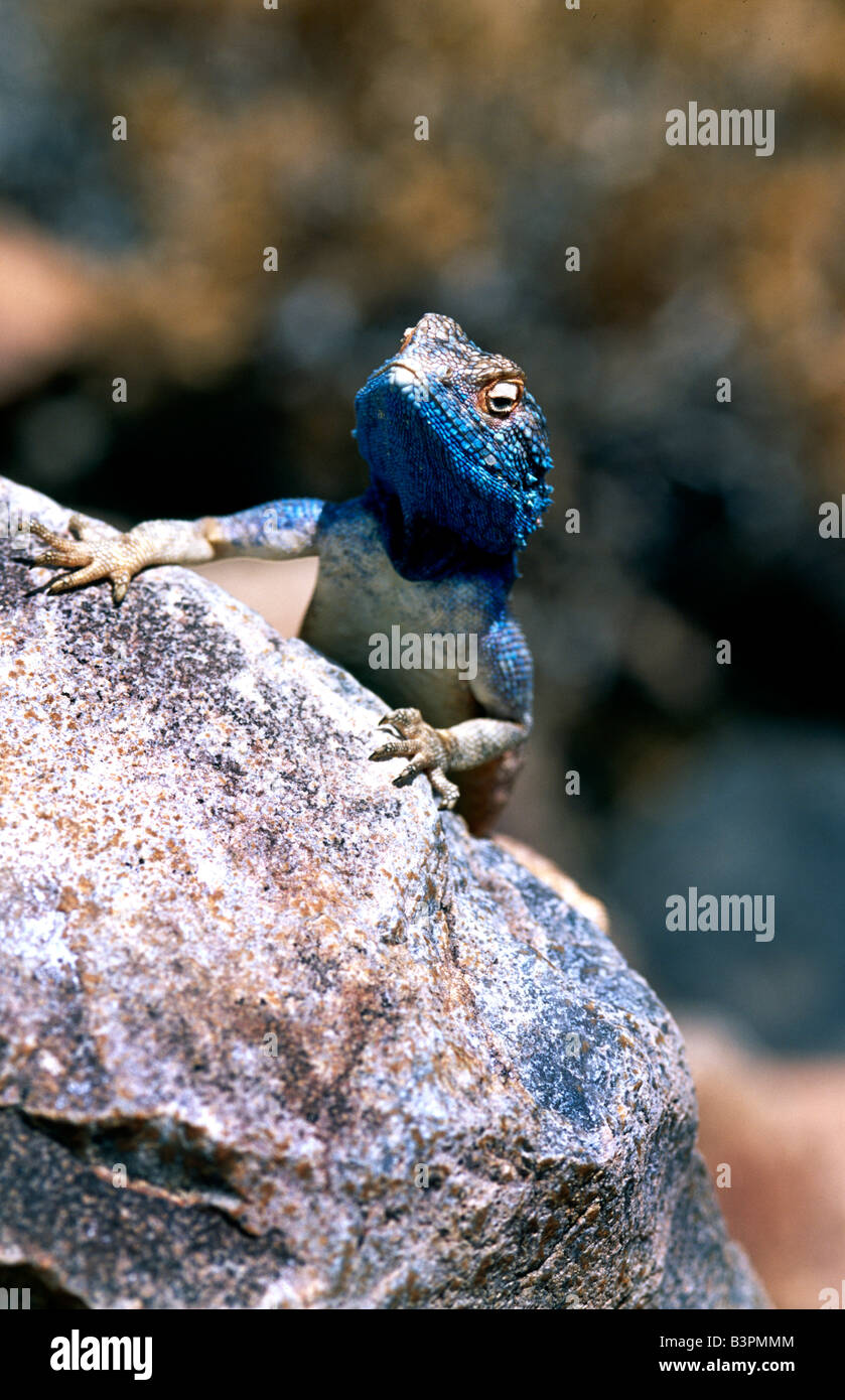 Lizard (Agamidae), Tok Tokkie Trail, Namib Desert, NamibRand Nature ...