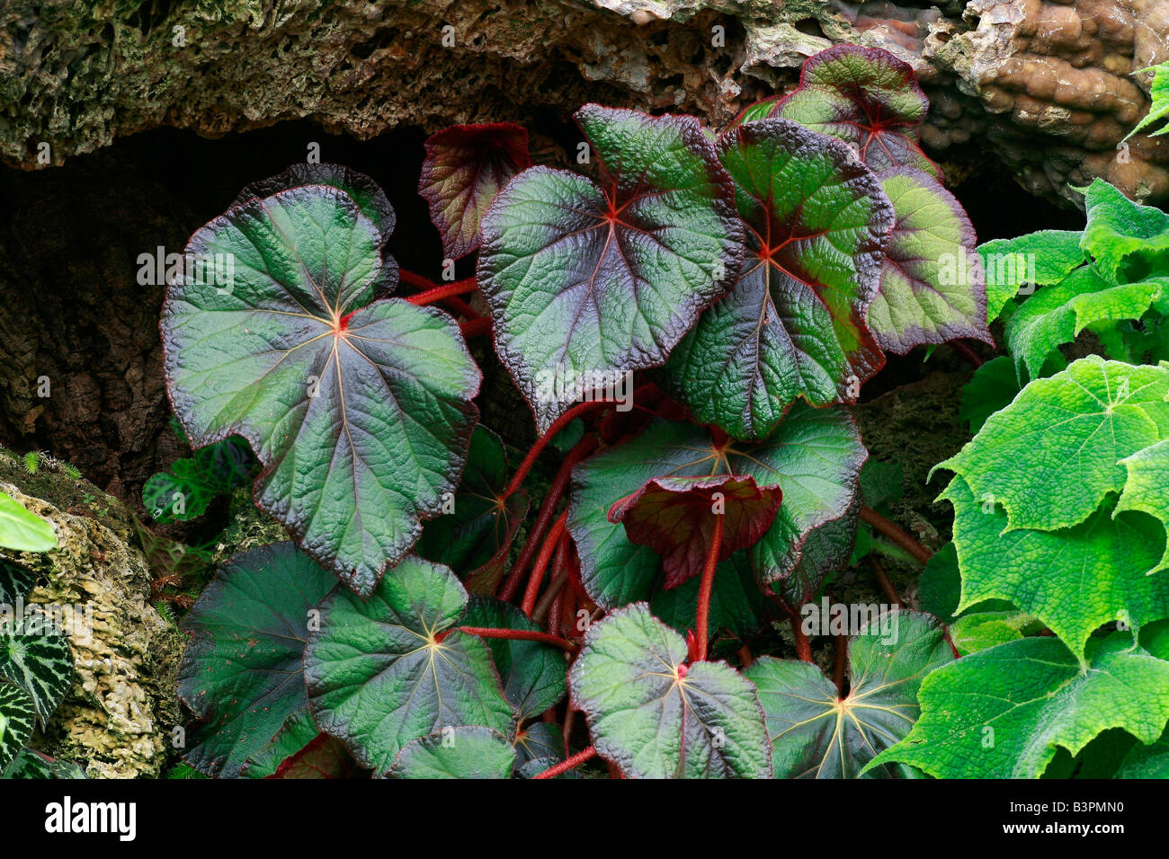 Begonia rex ‘curly fireflush’ hi-res stock photography and images - Alamy