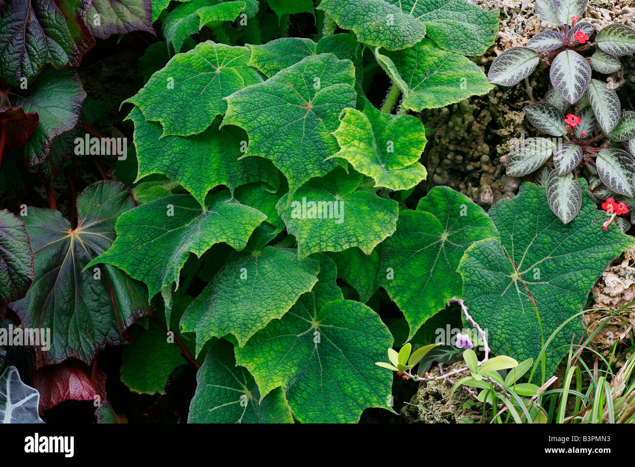 Begonia begonia sp hi-res stock photography and images - Alamy
