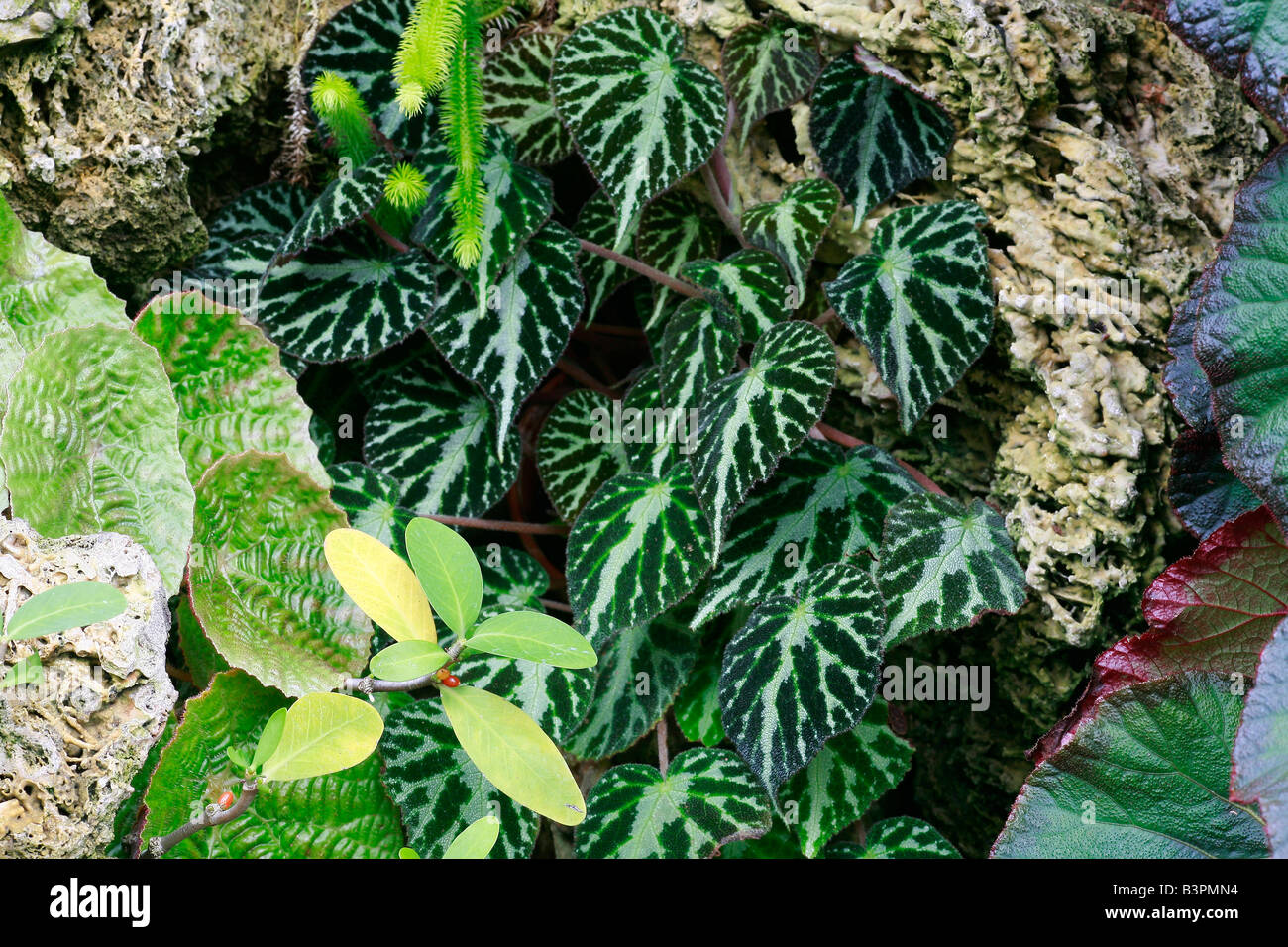 Begonia begonia sp hi-res stock photography and images - Alamy