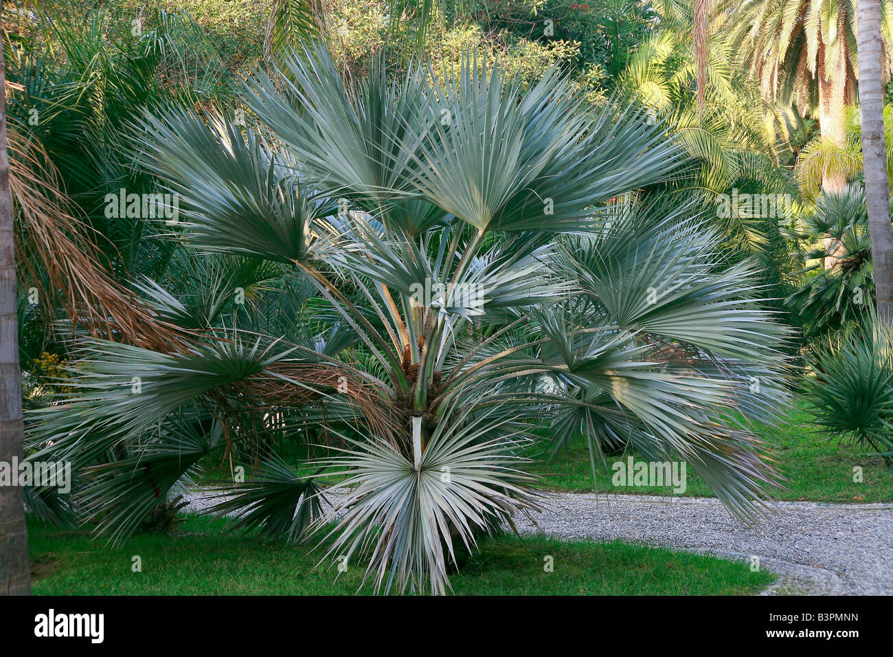 Bismarckia hi-res stock photography and images - Alamy