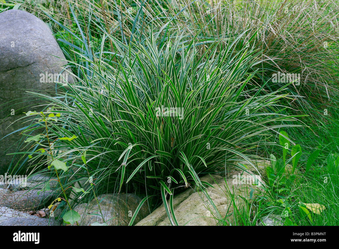 Carex Variegata High Resolution Stock Photography and Images - Alamy