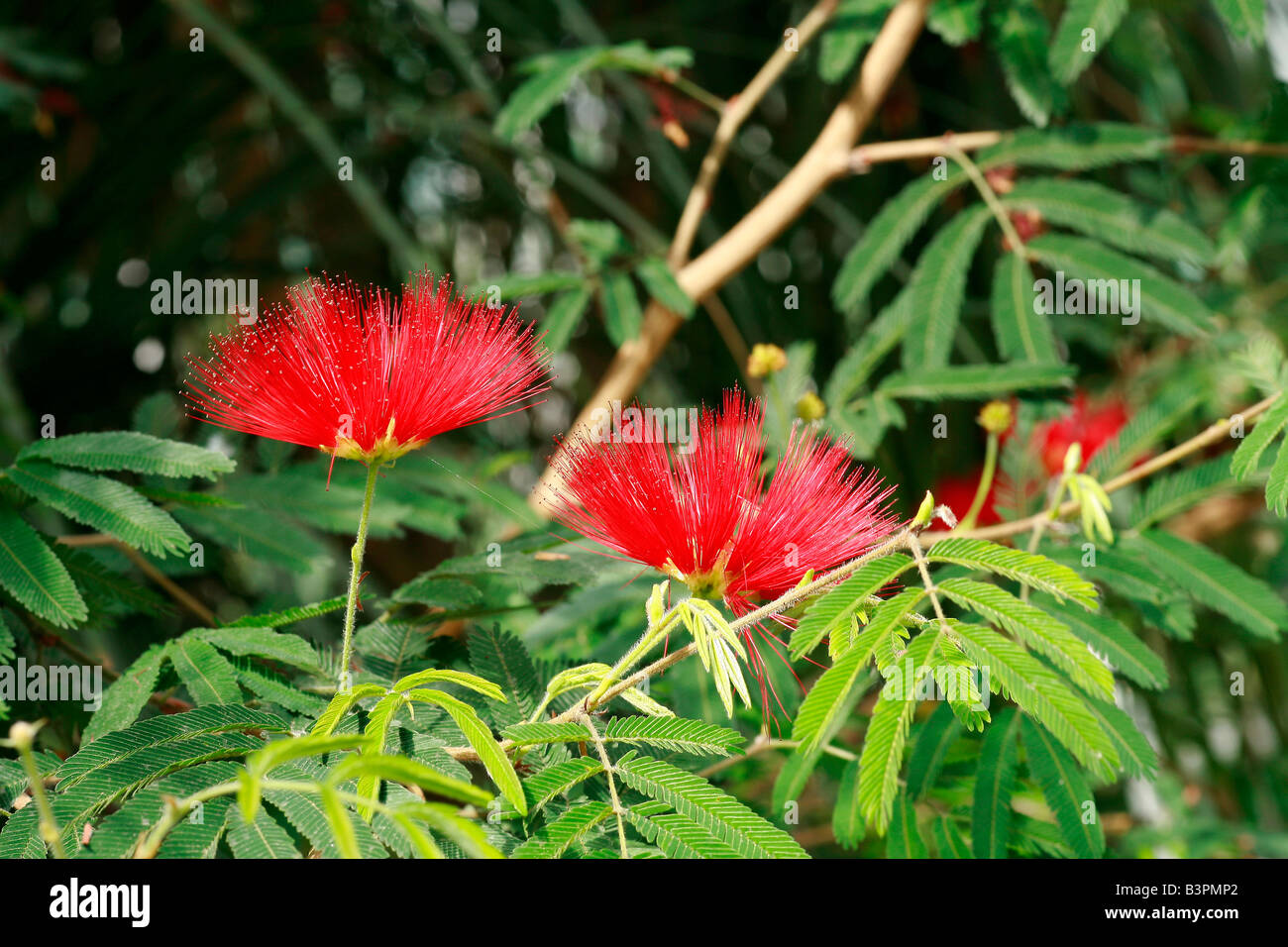 Calliandra Tweedii Stock Photos & Calliandra Tweedii Stock Images - Alamy