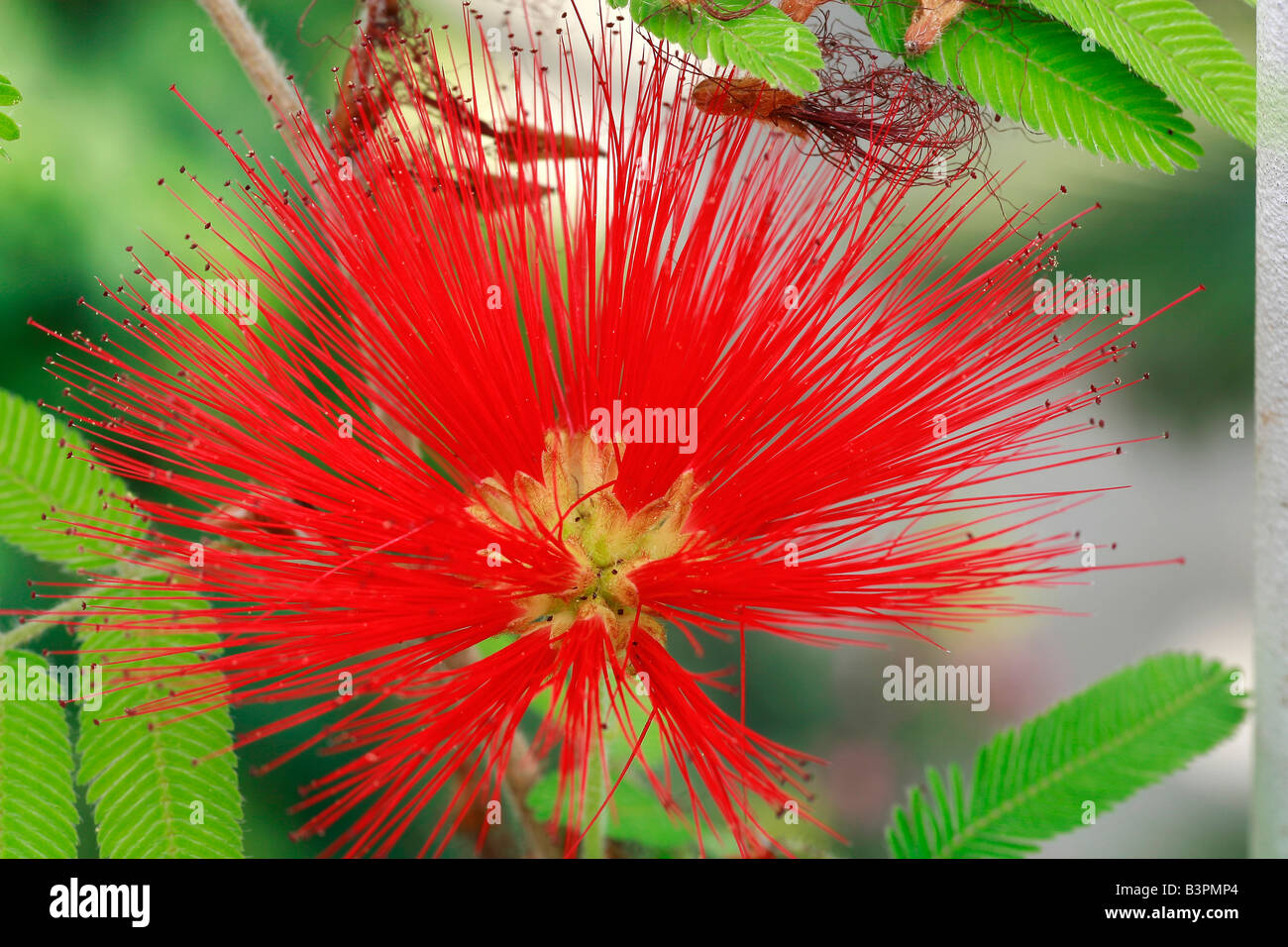 Calliandra Tweedii Stock Photos & Calliandra Tweedii Stock Images - Alamy