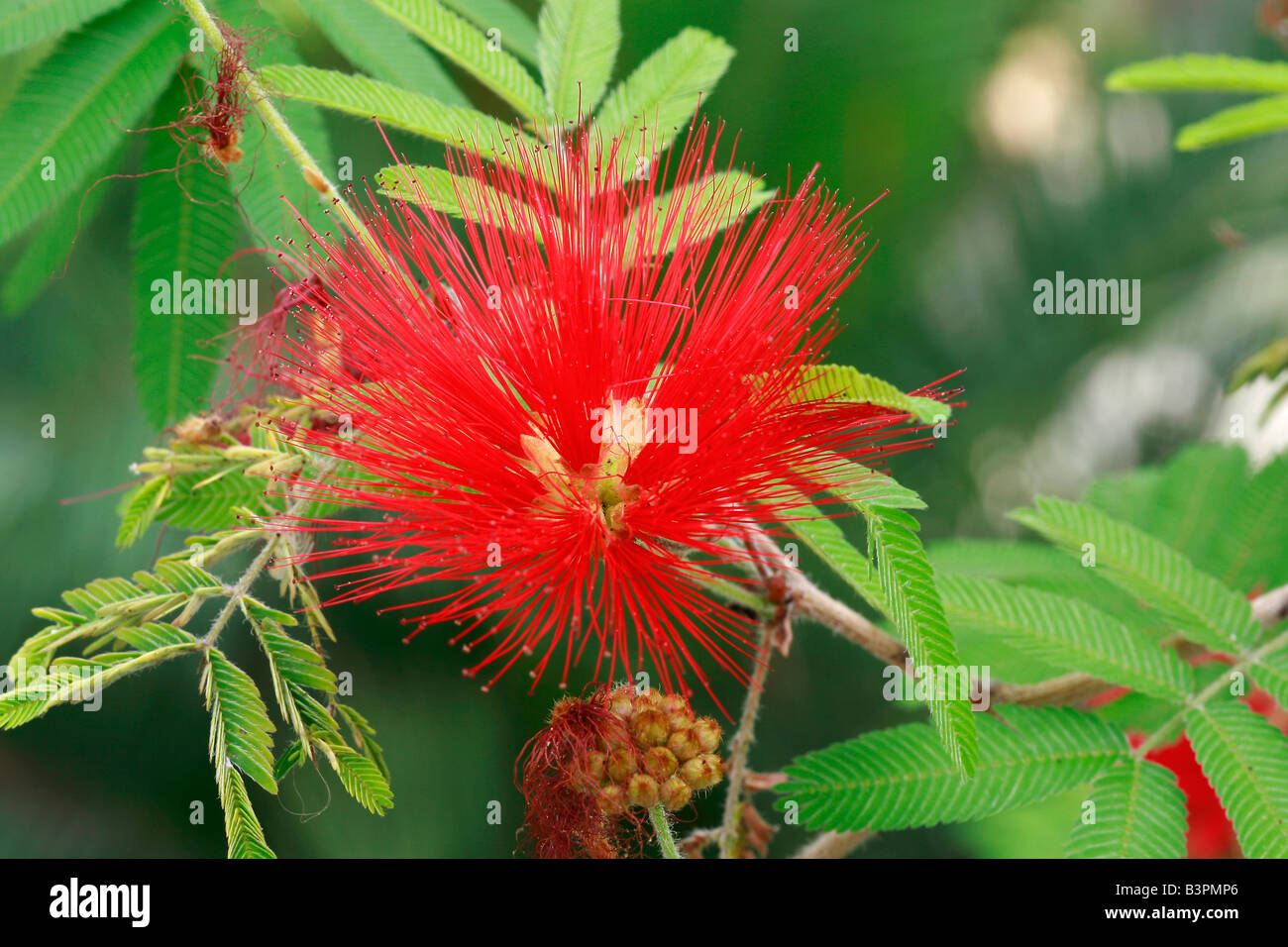 Calliandra tweedii hi-res stock photography and images - Alamy